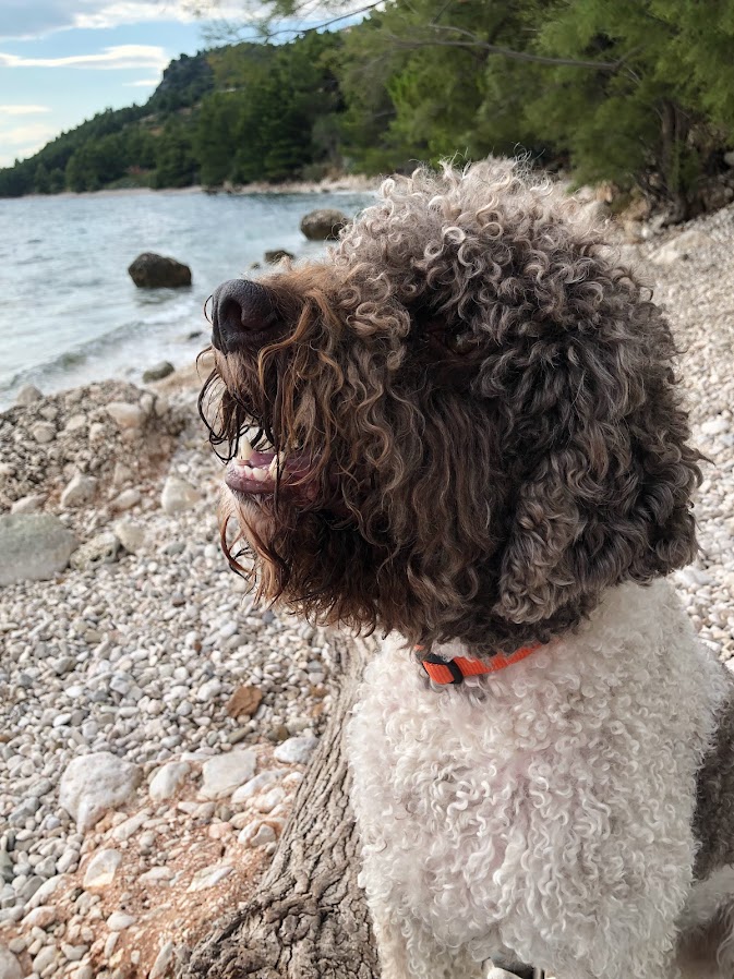 Jazz&Blues - lagotto romagnolo, dogs,